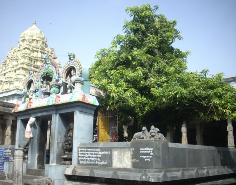 Parvati Sadhana Place, Sthala Vriksham 3500 Years old Mango Tree ...